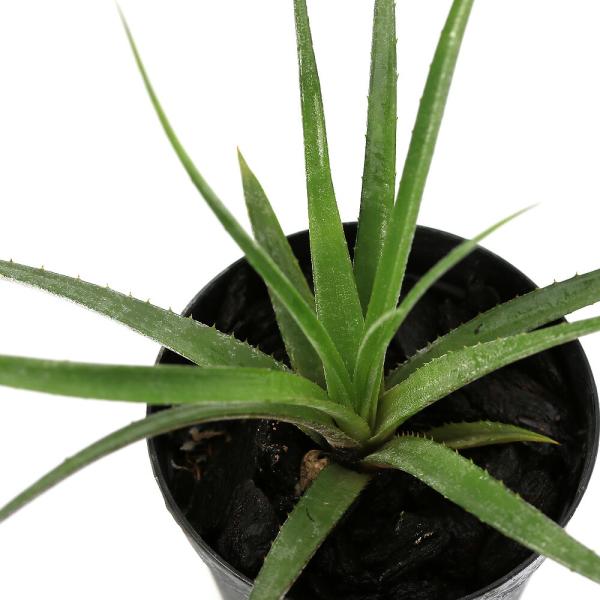 _hachu　_gardening　sfset　観葉植物　園芸　ガーデニング　ビバリウム　アクアテラリウム　パルダリウム　両爬向き植物　サンゴアナナス属　パイナップル科　ブロメリア　タンクブロメリア　着生植物　ネオレゲリアシリーズ　Aech...