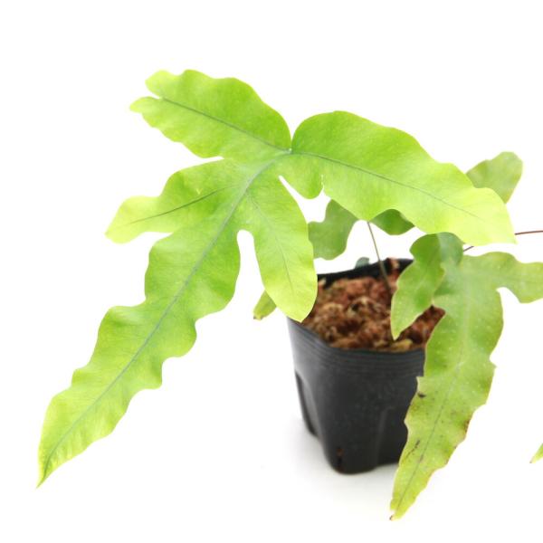 _kame　_gardening　観葉植物　園芸　ガーデニング　ビバリウム　アクアテラリウム　パルダリウム　水草　シダ　育て方　育成方法　栽培方法　ウラボシ科　ウラボシ属　常緑性　常緑シダ植物　多年性　多年草　羊歯植物　シダ植物　NMIYA...
