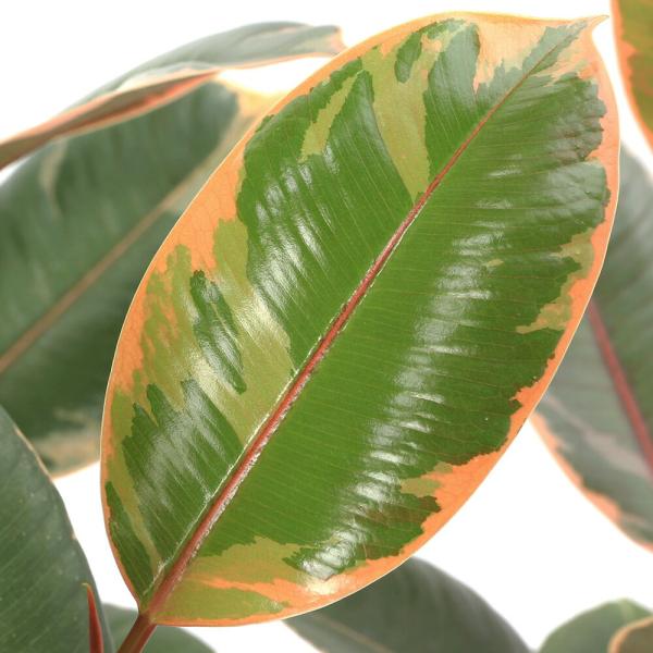 観葉植物　ガーデニング　ビバリウム　アクアテラリウム　パルダリウム　Codonanthe　crassifolia　育て方　育成方法　栽培方法　Ｆｉｃｕｓ　ｅｌａｓｔｉｃａ　’Ｂｅｌｉｚｅ’　クワ科フィカス属　非耐寒性常緑樹　インド　アカゴム...