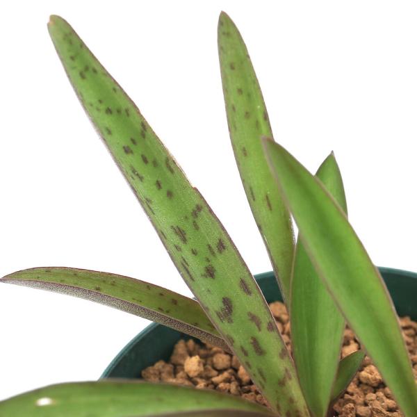 _hachu　_kame　_gardening　ガーデニング　観葉植物　多肉植物　育て方　育成方法　栽培方法　ソキリアス　レディボウリア　苗　鉢植え　ポット　ガーデニング生体　植物　ヒョウモン　豹紋　Ledebouria　sp.　ユリ科レデ...