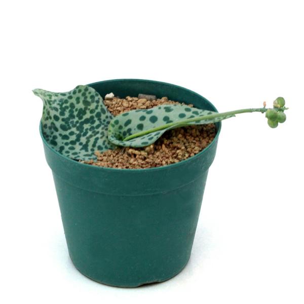 _hachu　_gardening　ガーデニング　サボテン・多肉植物　その他　all_plants　Drimiopsis　sp.　NOVA　育て方　育成方法　栽培方法　観葉植物　ＮＯＶＡ２００９　ヒヤシンス科ドリミオプシス属　耐寒性多年草　...