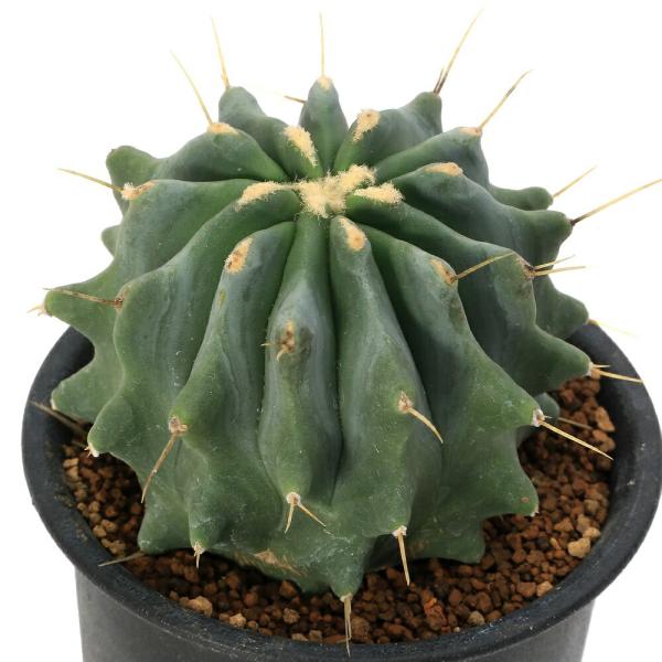 ガーデニング　サボテン・多肉植物　サボテン　アストロフィツム　all_plants　サボテン科アストロフィツム属　育て方　Ferocactus　glaucescens　サボテン科フェロカクタス属　突然変異　刺無　育成方法　栽培方法　観葉植物...