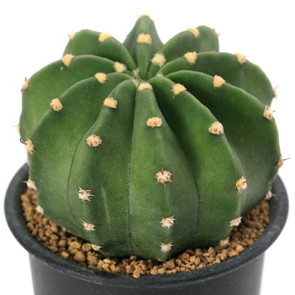 ガーデニング　サボテン・多肉植物　サボテン　アストロフィツム　all_plants　サボテン科アストロフィツム属　育て方　Ferocactus　glaucescens　サボテン科フェロカクタス属　突然変異　刺無　育成方法　栽培方法　観葉植物...