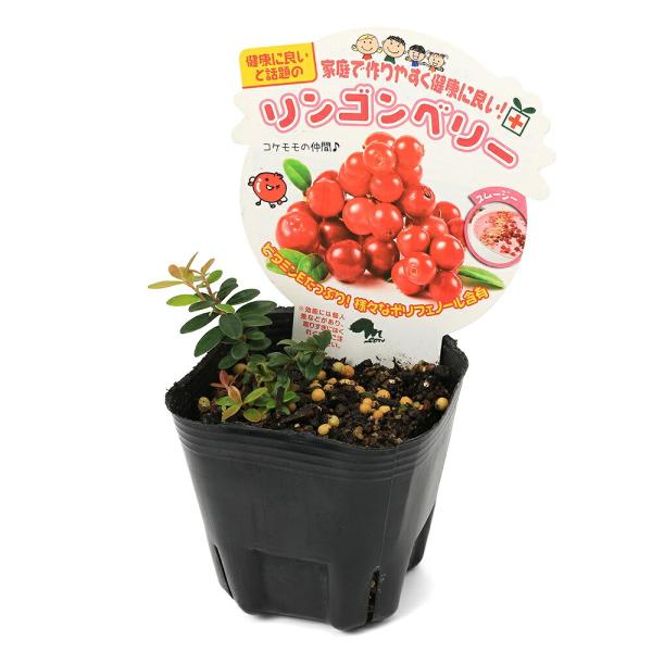 ガーデニング　花　苗　果樹　果物　リンゴンベリー　コケモモ　ツツジ科　スノキ属　耐寒性常緑低木　育て方　育成方法　栽培方法　観葉植物　果物　フルーツ　ｙ25ｍ10　2025tuuki　shouri　toukihassouhuka