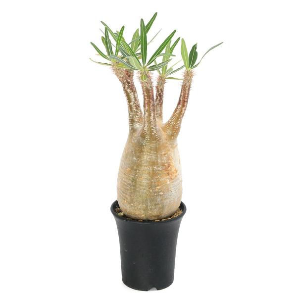 _interior　（観葉植物）　_gardening　_hachu　ガーデニング　サボテン・多肉植物　サボテン　その他　ツルビニカルプス　all_plants　育て方　育成方法　栽培方法　観葉植物　Ｐａｃｈｙｐｏｄｉｕｍ　Ｇｒａｃｉｌｉｕ...