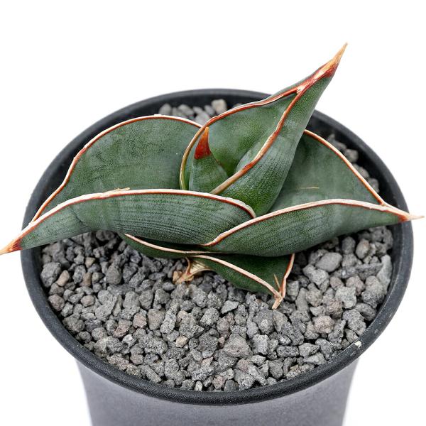 （観葉植物）　ガーデニング　観葉植物　サンスベリア　希少種　レア　流通量　少ない　レアサンスベリア　Sansevieria　rorida　King　of　キング・オブ・サンセベリア　サンセベリア　キジカクシ科サンスベリア属　非耐寒性常緑多年...