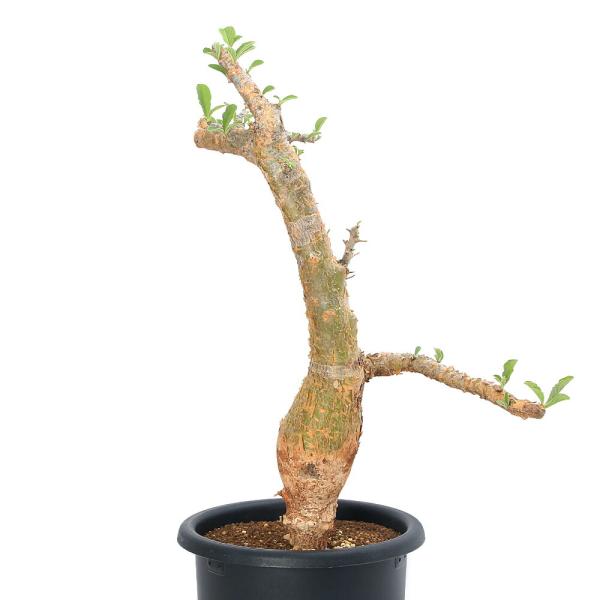 一点物　コミフォラ　現地株　発根済み　ガーデニング　サボテン・多肉植物　サボテン　塊根植物　コーデックス　ベアルート　all_plants　カンラン科ミルラノキ属　育て方　bizarre_series　育成方法　栽培方法　観葉植物　Sesa...