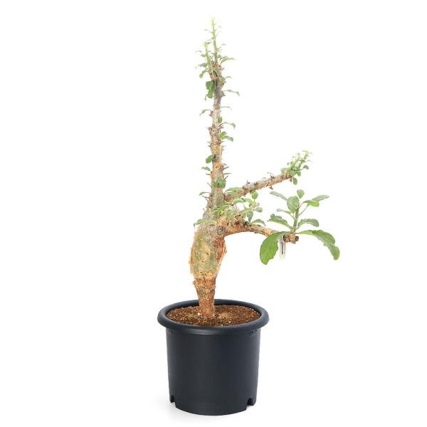 一点物　コミフォラ　現地株　発根済み　ガーデニング　サボテン・多肉植物　サボテン　塊根植物　コーデックス　ベアルート　all_plants　カンラン科ミルラノキ属　育て方　bizarre_series　育成方法　栽培方法　観葉植物　Sesa...