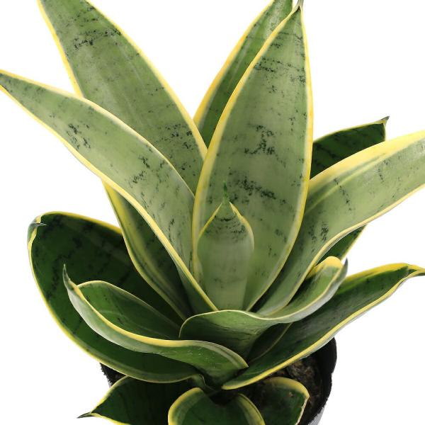 ガーデニング　観葉植物　サンスベリア　サンセベリア　シルバーハニー　all_plants　oasisnae　両爬向き植物　植物　植物生体　ガーデニング生体　育て方　育成方法　栽培方法　cno　20241101　y24m11　ＡＹ　空気浄化　...