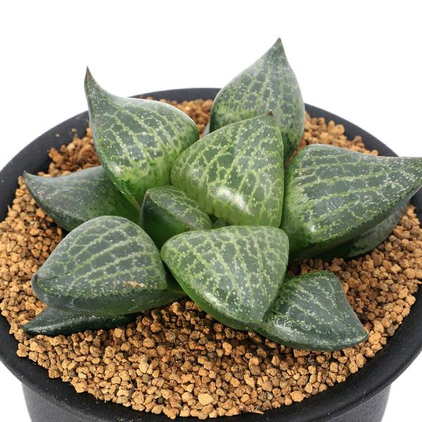 ガーデニング　サボテン・多肉植物　ハオルチア　育て方　育成方法　栽培方法　観葉植物　南アフリカ　多肉　多肉植物　カクタス　シャボテン　コンプトニアナ　ｃｏｍｐｔｏｎｉａｎａ　rknd　y24m11　YKUMA　toukihassouhuka