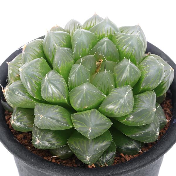 ガーデニング　サボテン・多肉植物　ユーフォルビア　その他　cp_euph　all_plants　育て方　育成方法　栽培方法　観葉植物　南アフリカ　多肉　多肉植物　カクタス　シャボテン　仙人掌　クリスタルプランツ　クーペリー　ピリフェラ　キン...
