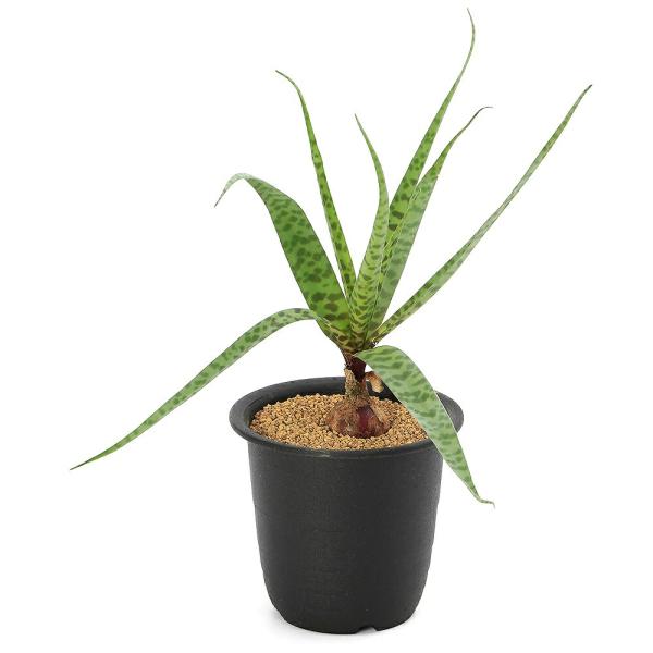 _hachu　_kame　_gardening　ガーデニング　観葉植物　多肉植物　育て方　育成方法　栽培方法　ソキリアス　レディボウリア　苗　鉢植え　ポット　ガーデニング生体　植物　ヒョウモン　豹紋　Ledebouria　sp.　ユリ科レデ...