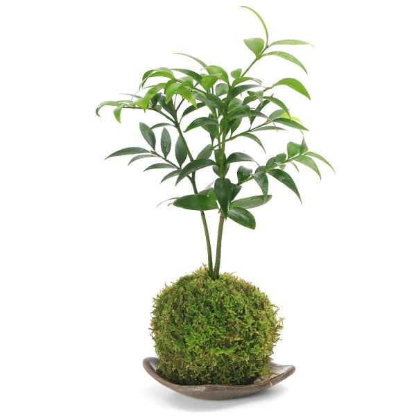 こけだま　苔玉　ガーデニング　コケ　苔　観葉植物　こけ玉　和　和風　侘び寂び　わびさび　Ｃbanner_kokedama　ナギ　凪　植物　植物生体　ガーデニング生体　育て方　育成方法　栽培方法　敬老の日　keirounohi　recomme...