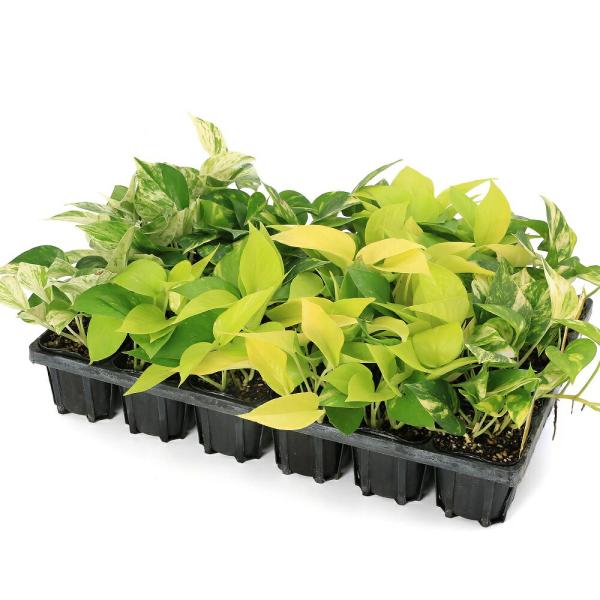 paludariumplants　観葉植物　園芸　ガーデニング　ビバリウム　アクアテラリウム　パルダリウム　サトイモ　Pothos　エピプレムヌム　Epipremnum　pinnatum　両爬向き植物　ポトスシリーズ　這性植物シリーズ　植物...