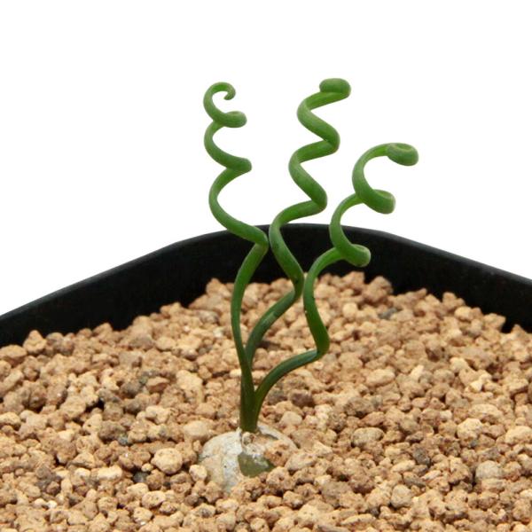 （観葉植物）　観葉植物　_gardening　_hachu　sfset　ガーデニング　サボテン・多肉植物　サボテン　all_plants　実生　育て方　育成方法　栽培方法　キジカクシ科アルブカ属　多肉　多肉植物　20250609　y25ｍ0...