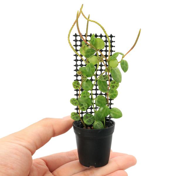 paludariumplants　パルダリウム　テラリウム　観葉植物　ガーデニング　ビバリウム　アクアテラリウム　ツル性　育て方　育成方法　栽培方法　コショウ科サダソウ属　多年生草本　熱帯アメリカ　AS　20221002　かわいらしさ　艶や...