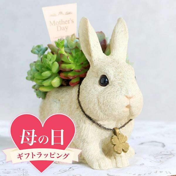 ●母の日ギフト●　●母の日ギフト2026●　観葉植物　_animal　_gardening　sfset　_interior　opa2_delete　watashi_no_oasis　watashino_taniku　ガーデニング　多肉植物　...