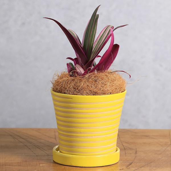 ガーデニング　観葉植物　ダイス陶器鉢植えシリーズ　陶器鉢植えシリーズ　植物　植物生体　ガーデニング生体　幸福　樹　toukibachikannyou_series　20160413　ＴＫ　pottery_plant_series　育て方　育...