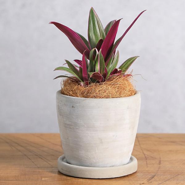 ガーデニング　観葉植物　ダイス陶器鉢植えシリーズ　陶器鉢植えシリーズ　植物　植物生体　ガーデニング生体　幸福　樹　toukibachikannyou_series　20160413　ＴＫ　pottery_plant_series　育て方　育...