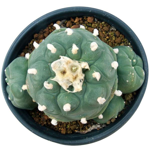 ガーデニング　多肉植物　サボテン　その他　ロフォフォラ　ディフューサ　育て方　育成方法　栽培方法　観葉植物　多肉　群生　Lophophora　diffusa　rknd　y25m03　20250321　YKUMA　2025tuuki　gard...