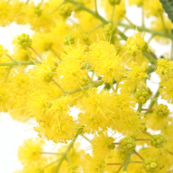 _gardening　ガーデニング　ハーブ　苗　herbpot_series　育て方　育成方法　栽培方法　観葉植物　090list　料理　香辛料　調理　風味付け　ゼラニウム　スィートミモザ　スイートミモザ　フサアカシア　マメ科アカシア属　常...