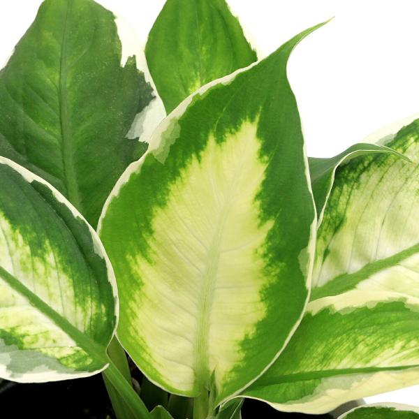 観葉植物　園芸　muryotassei_500_599　_gardening　_hachu　_kame　ガーデニング　tanikuplapot_series　植物　植物生体　ガーデニング生体　opa2_delete　熱帯アメリカ　インテリア...