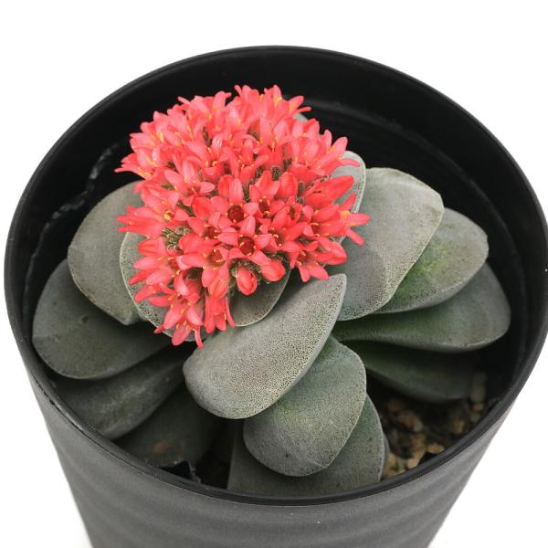 クラッスラ　マネーメーカー　ガーデニング　サボテン・多肉植物　インテリア　tanikuplapot_series　植物　植物生体　育て方　育成方法　栽培方法　多肉　多肉植物　カクタス　シャボテン　仙人掌　Crassula　Ｍｏｒｇａｎ’ｓ　...