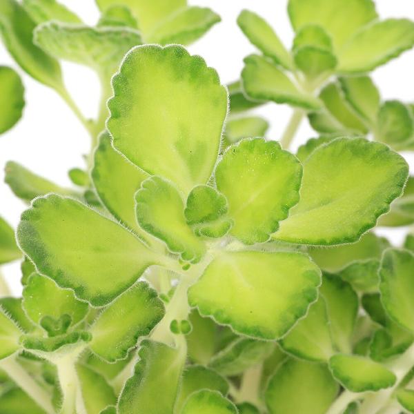 gardening　ガーデニング　ハーブ　多肉植物　アロマティカ　アロマティカス　植物　育て方　育成方法　栽培方法　観葉植物　フレッシュハーブ　ハーブティー　ティーハーブ　リキュール　入浴剤　ハーブバス　フェイシャルスチーム　インドミント　...
