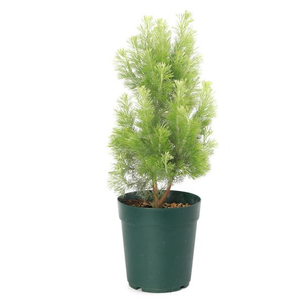 ガーデニング　花　苗　鉢花　花木　_gardening　オーストラリア　フトモモ　常緑小低木　耐寒性　 Adenanthos sericeus　アデナントス セリケウス　ヤマモガシ科プロテア属　半耐寒性常緑低木　育て方　育成方法　栽培方法　...