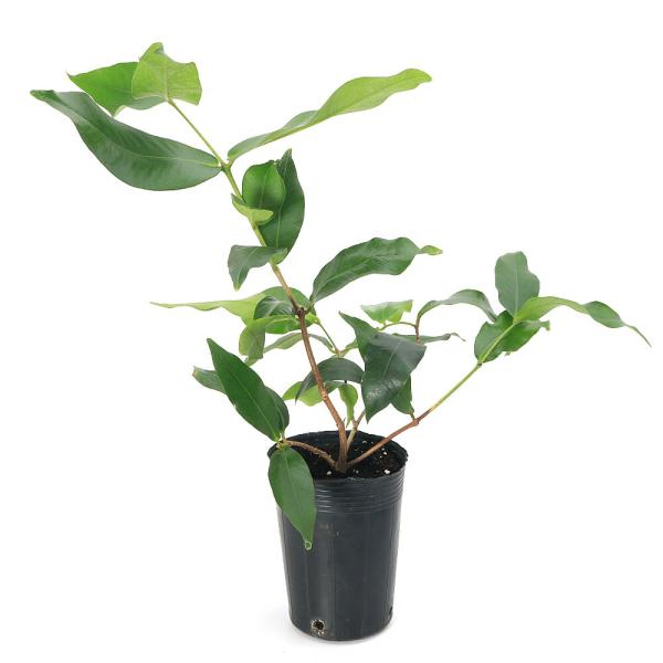 観葉植物　ガーデニング　果物　苗　果樹苗　果樹苗木　育て方　育成方法　栽培方法　フトモモ科　サイジジウム属　果実　庭木　Ｓｙｚｙｇｉｕｍ　ｓａｍａｒａｎｇｅｎｓｅ　常緑低木　インド　マレーシア　インドネシア　y25m06　shouri　se...