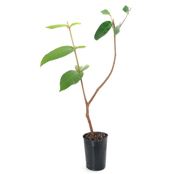 観葉植物　ガーデニング　果物　苗　果樹苗　果樹苗木　育て方　育成方法　栽培方法　フトモモ科　果実　庭木　常緑低木　桃レンブ　Ｓｙｚｙｇｉｕｍ　ｓａｍａｒａｎｇｅｎｓｅ　レンブ　ジャワアップル　フトモモ科フトモモ属　熱帯果樹　y25m06　s...