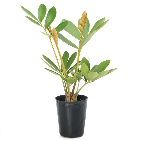 _interior　（観葉植物）　sfset　_gardening　ガーデニング　園芸　ソテツ　蘇鉄　プミラ　フロリダザミア　ソテツ科ザミア属　常緑小低木　育て方　育成方法　栽培方法　観葉植物　東南アメリカ　西インド諸島 ザミア　フルフラセ...