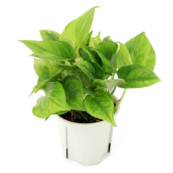 paludariumplants　_kame　_hachu　_gardening　観葉植物　園芸　ガーデニング　ビバリウム　アクアテラリウム　パルダリウム　サトイモ　Pothos　エピプレムヌム　Epipremnum　pinnatum　'N...