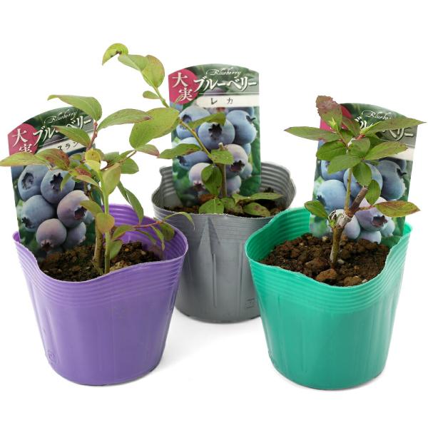 ガーデニング　_gardening　苗　鉢植え　ポット　ガーデニング生体　育て方　育成方法　管理方法　栽培方法　植物　植物生体　090list　果樹　苗　果樹苗　苗木　ブルーベリー　ブルーベリー苗　blueberryitem_series　...