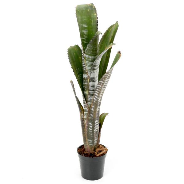 (観葉植物)　_gardening　_hachu　観葉植物　園芸　ガーデニング　ビバリウム　アクアテラリウム　パルダリウム　両爬向き植物　アナナス　パイナップル科　ブロメリア　タンクブロメリア　着生植物　Billbergia　Novena　...