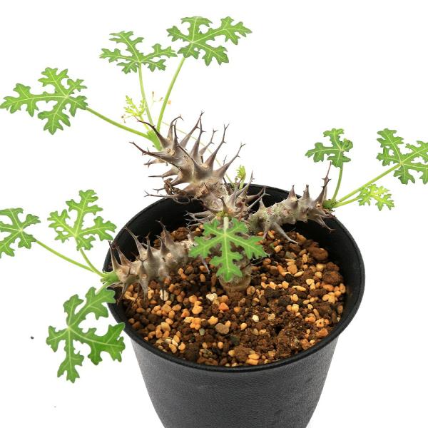 ガーデニング　多肉植物　塊根植物ヤトロファ　パラドクサ　Ｊａｔｒｏｐｈａ　ｐａｒａｄｏｘａ　塊根植物　マダガスカル　育て方　育成方法　栽培方法　rknd　2025tuuki　ｙ25ｍ07　toukihassouhuka