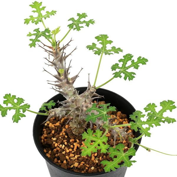 ガーデニング　多肉植物　塊根植物ヤトロファ　パラドクサ　Ｊａｔｒｏｐｈａ　ｐａｒａｄｏｘａ　塊根植物　マダガスカル　育て方　育成方法　栽培方法　rknd　2025tuuki　ｙ25ｍ07　toukihassouhuka