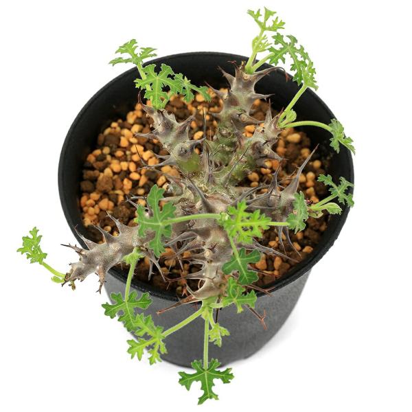 ガーデニング　多肉植物　塊根植物ヤトロファ　パラドクサ　Ｊａｔｒｏｐｈａ　ｐａｒａｄｏｘａ　塊根植物　マダガスカル　育て方　育成方法　栽培方法　rknd　2025tuuki　ｙ25ｍ07　toukihassouhuka