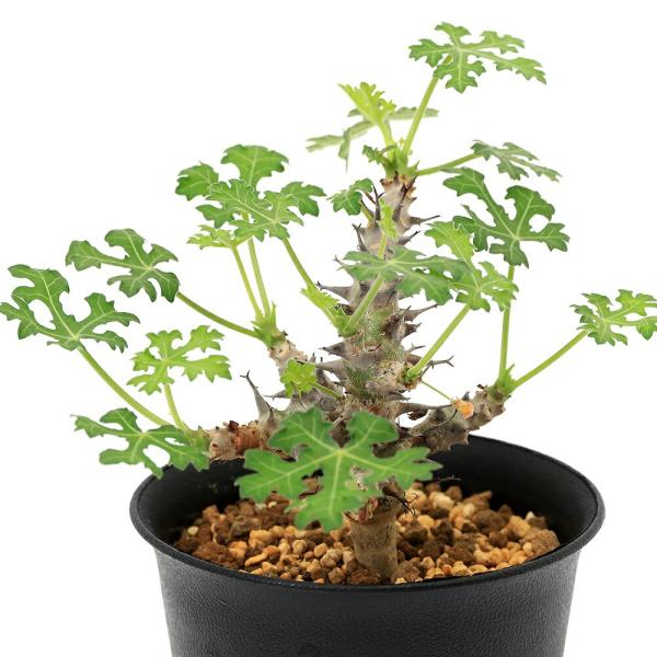 ガーデニング　多肉植物　塊根植物ヤトロファ　パラドクサ　Ｊａｔｒｏｐｈａ　ｐａｒａｄｏｘａ　塊根植物　マダガスカル　育て方　育成方法　栽培方法　rknd　2025tuuki　ｙ25ｍ07　toukihassouhuka