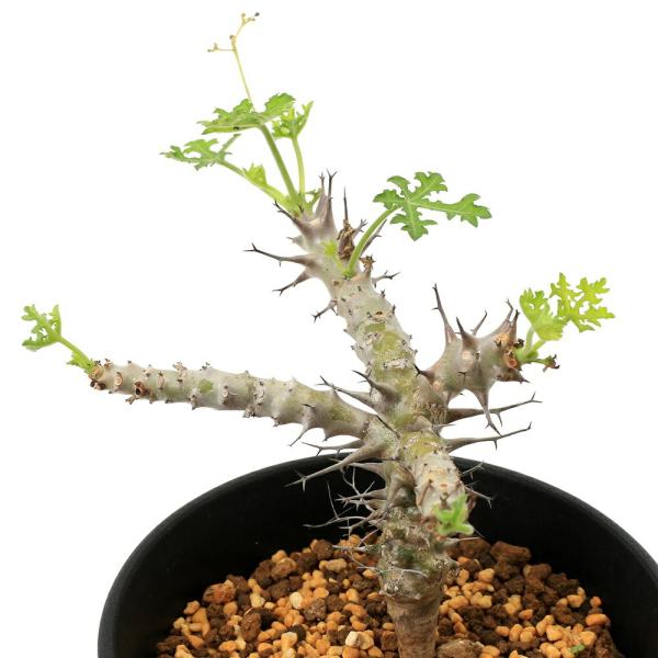 ガーデニング　多肉植物　塊根植物ヤトロファ　パラドクサ　Ｊａｔｒｏｐｈａ　ｐａｒａｄｏｘａ　塊根植物　マダガスカル　育て方　育成方法　栽培方法　rknd　2025tuuki　ｙ25ｍ07　toukihassouhuka