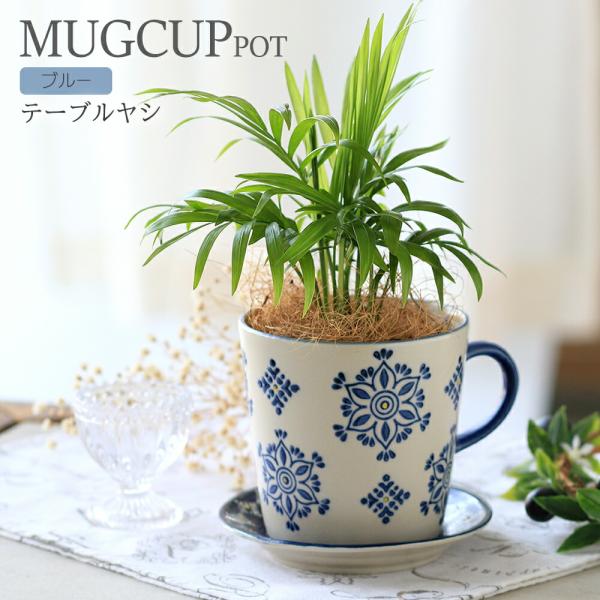 観葉植物　ガーデニング　ダイス陶器鉢植えシリーズ　陶器鉢植えシリーズ　植物　植物生体　ガーデニング生体　toukibachikannyou_series　20160413　ＴＫ　pottery_plant_series　育て方　育成方法　栽...