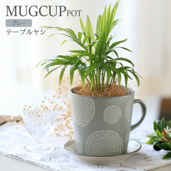 観葉植物　ガーデニング　ダイス陶器鉢植えシリーズ　陶器鉢植えシリーズ　植物　植物生体　ガーデニング生体　toukibachikannyou_series　20160413　ＴＫ　pottery_plant_series　育て方　育成方法　栽...
