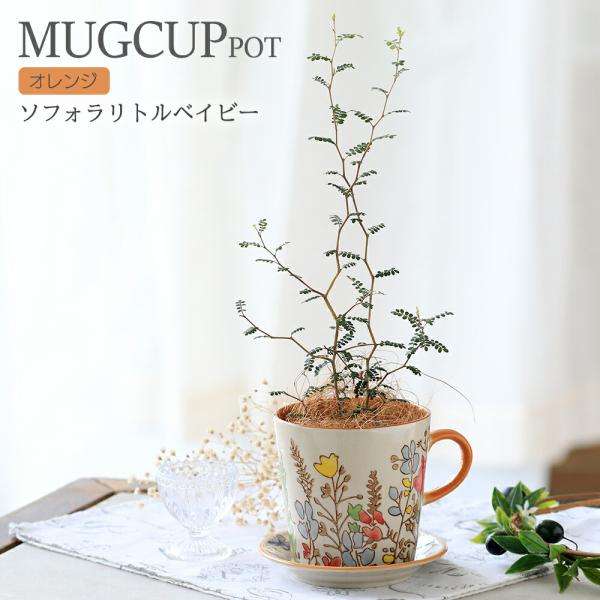 ガーデニング　観葉植物　陶器鉢植えシリーズ　植物　植物生体　ガーデニング生体　幸福　樹　toukibachikannyou_series　pottery_plant_series　育て方　育成方法　栽培方法　toukibachiue_dic...