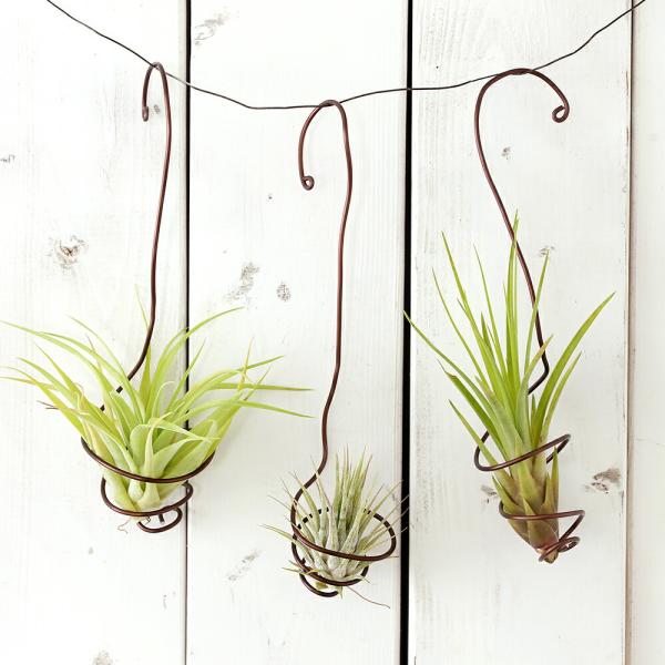 _gardening　観葉　ガーデニング　ビバリウム　アクアテラリウム　パルダリウム　水草　virgin_cork_green　corkitem_flower_series　植物　植物生体　ガーデニング生体　vivarium_plant_s...