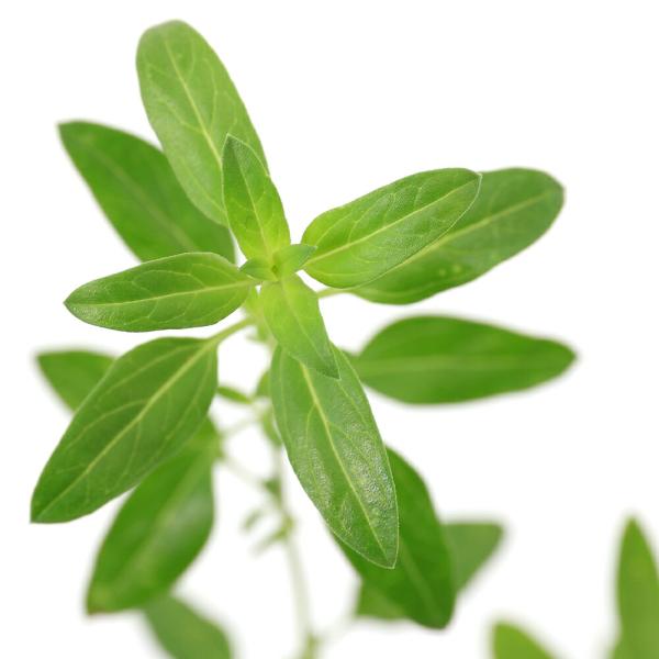 観葉植物　ガーデニング　ハーブ　苗　植物　植物生体　ガーデニング生体　育て方　育成方法　栽培方法　初心者向け　観賞用　Ｃｈｅｒｒｙ　ｓａｇｅ　オータムセージ　アメリカ南部　メキシコ　半耐寒性多年草　南アフリカ　dta　y25m08 チェリー...