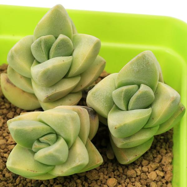 クラッスラ　紀ノ川錦　Ｃｒａｓｓｕｌａ　Ｍｏｏｎｇｌｏｗ　Ｖａｒｉｅｇａｔｅｄ　多肉植物　ベンケイソウ科　クラッスラ属　rknd　2025tuuki　ｙ25ｍ08　toukihassouhuka