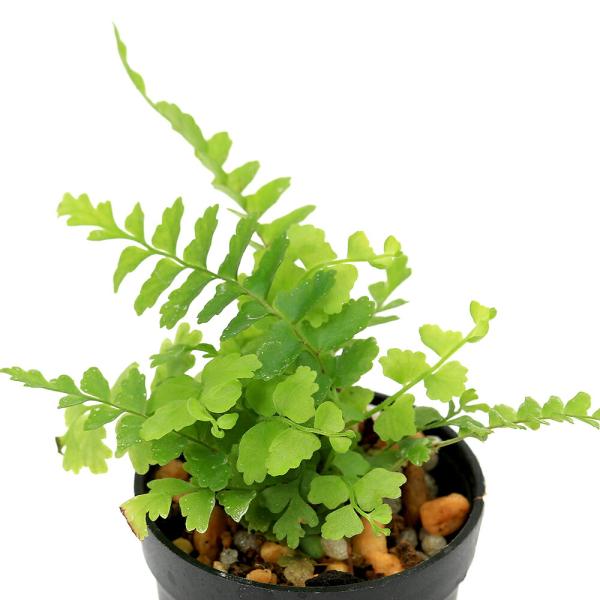 paludariumplants　パルダリウム　テラリウム　ネフロレピス　ミニビバリウムプランツ　育て方　育成方法　栽培方法　opa2_delete　しだ　羊歯　kaijo　チェスター　Ｎｅｐｈｒｏｌｅｐｉｓ　‘Ｃｈｅｓｔｅｒ’　矮性品種　...