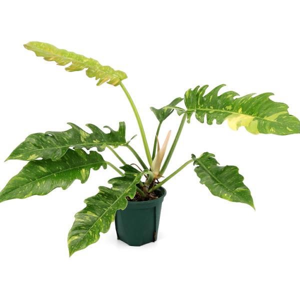 フィロデンドロン　リングオブファイヤー　Ｐｈｉｌｏｄｅｎｄｒｏｎ　Ｒｉｎｇ　ｏｆ　Ｆｉｒｅ　サトイモ科　フィロデンドロン属　観葉植物　斑入り　熱帯植物　室内　インテリアグリーン　育て方　rknd　2025tuuki　ｙ25ｍ08　touki...