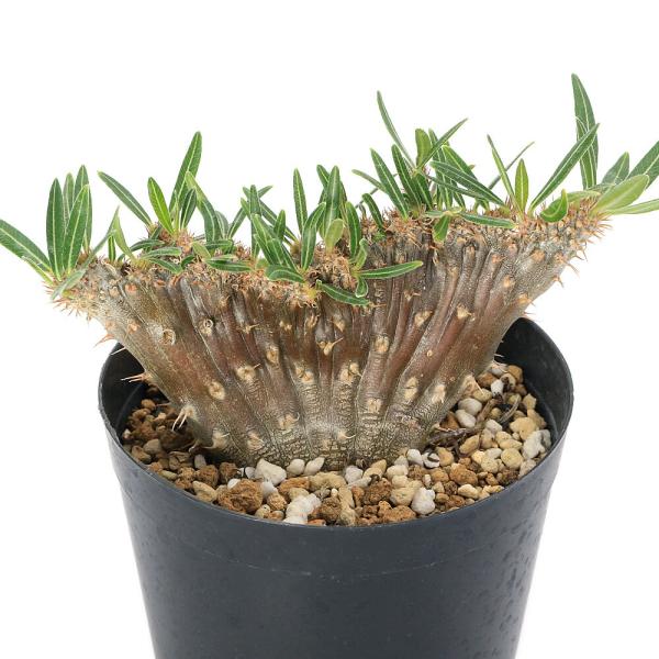 パキポディウム　グラキリス　綴化　Ｐａｃｈｙｐｏｄｉｕｍ　ｒｏｓｕｌａｔｕｍ　ｇｒａｃｉｌｉｕｓ　Ｃｒｉｓｔａｔａ　塊根植物　マダガスカル　rknd　2025tuuki　y25m08　rk2_hidden　 q10_hidden