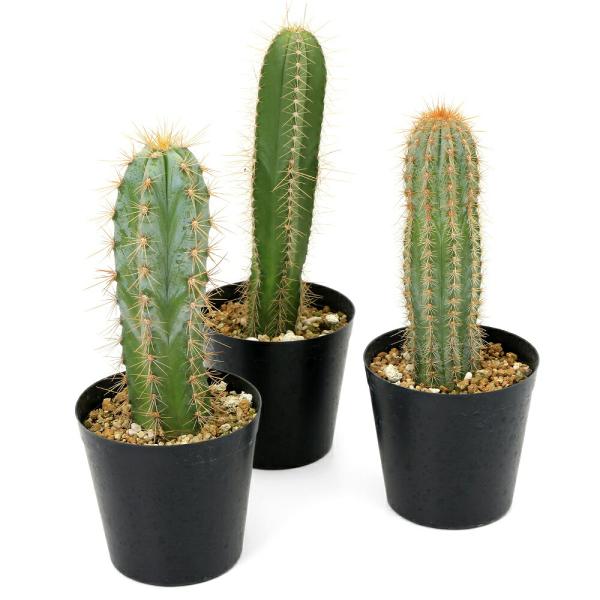 観葉植物　_gardening　_kame　_hachu　ガーデニング　サボテン植物　opuntia_series　blackpot_series　柱サボテン　接木　台木　ビバリウム　アクアテラリウム　パルダリウム　育て方　育成方法　栽培方...